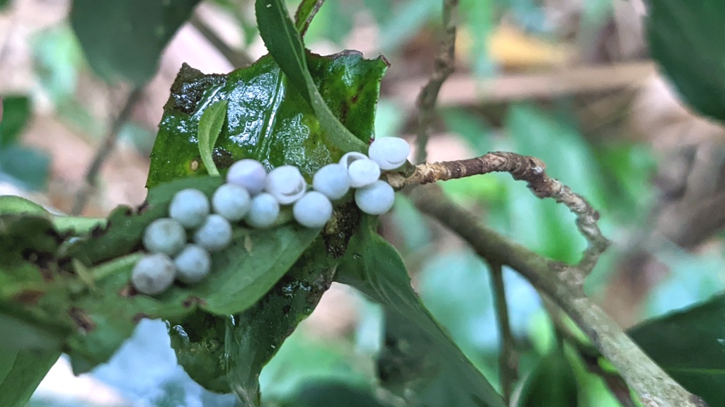 Lychee Stink Bug from 新店獅頭山 on May 1, 2022 at 09:52 AM by 海金沙 · iNaturalist