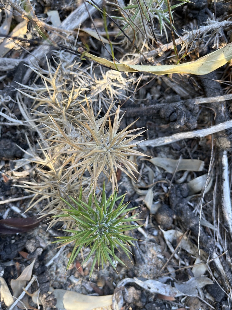 Spiky Karmedik from City of Cape Town, ZA-WC, ZA on May 2, 2022 at 11: ...