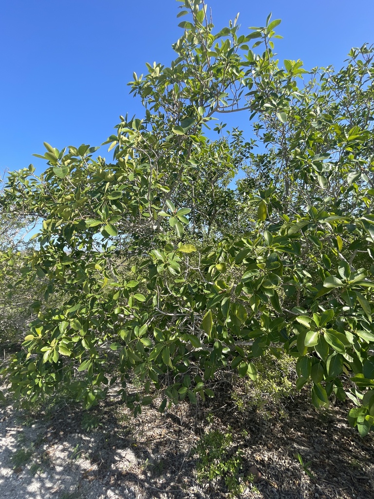 Shortleaf Fig from Leffis Key Preserve, Bradenton Beach, FL, US on May ...