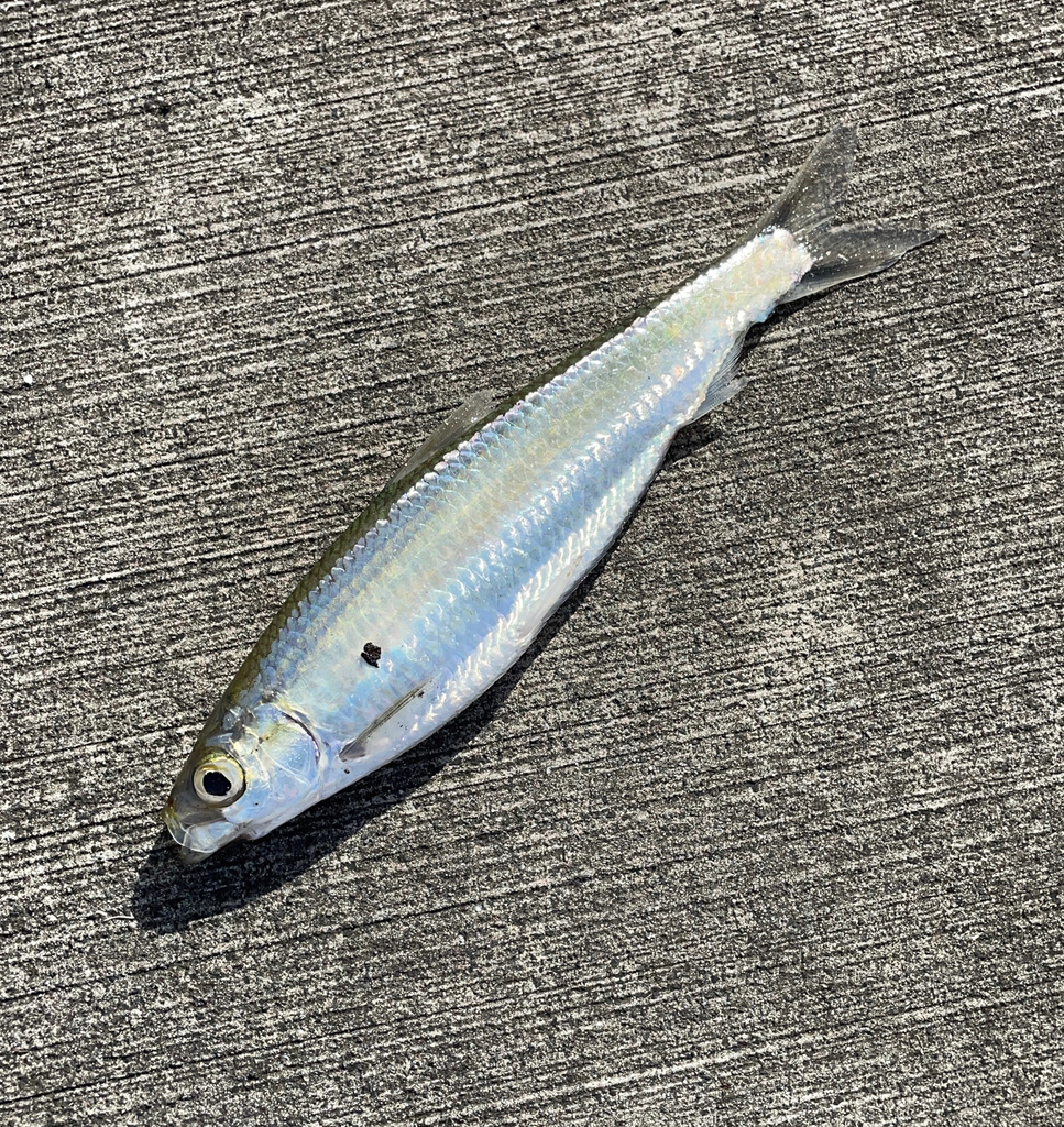 Freshwater Herring from Cowper on April 30, 2022 at 02:30 PM by lilbin ...