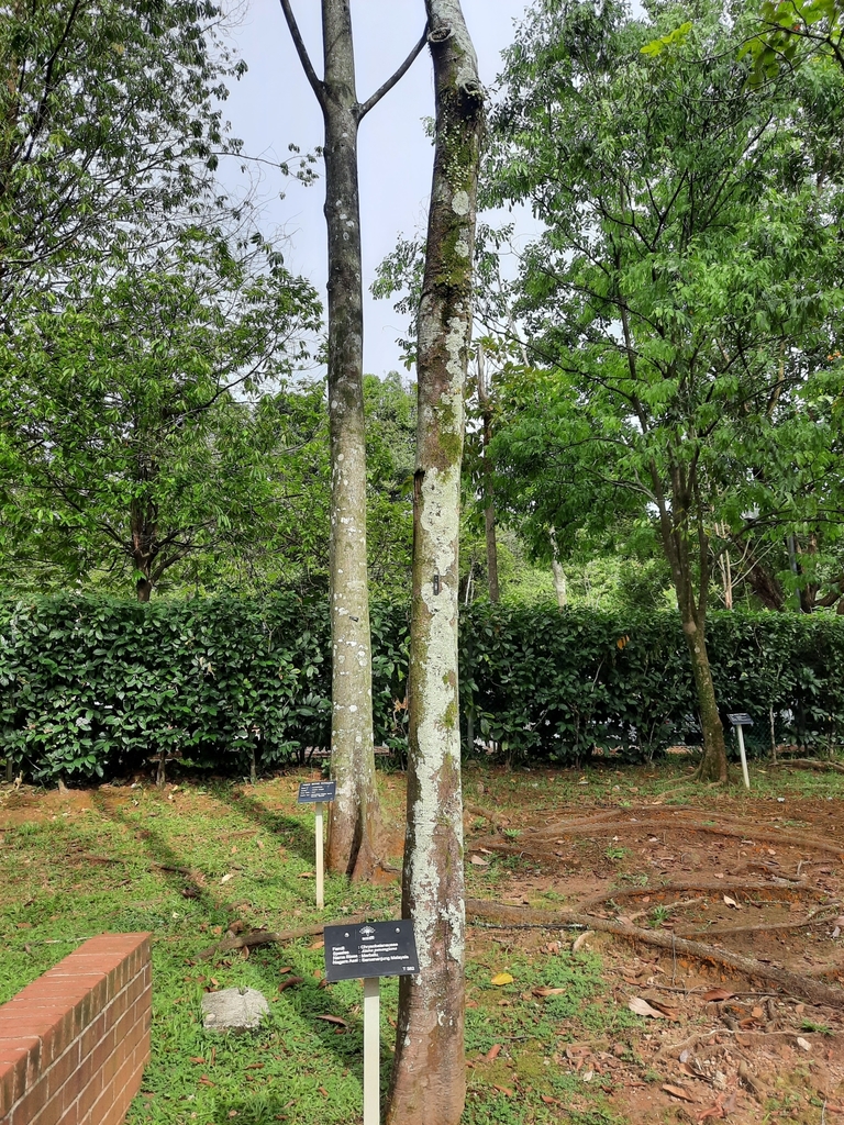 (Atuna) - Botanical Realm