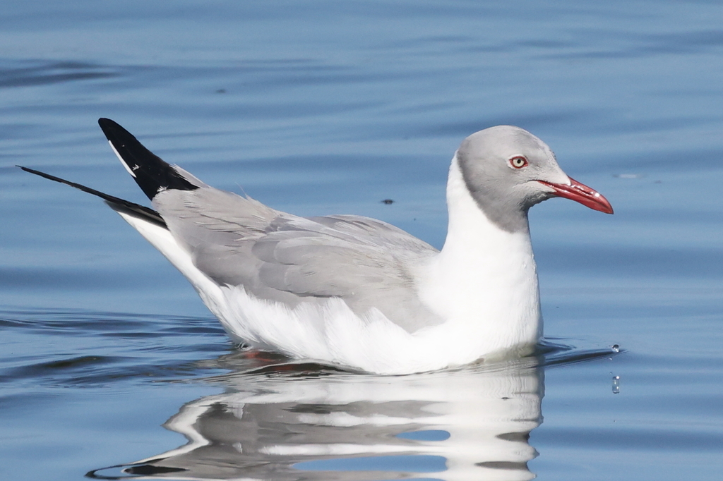 Grey-hooded Gull from Grassy Park, Cape Town, 7941, South Africa on ...