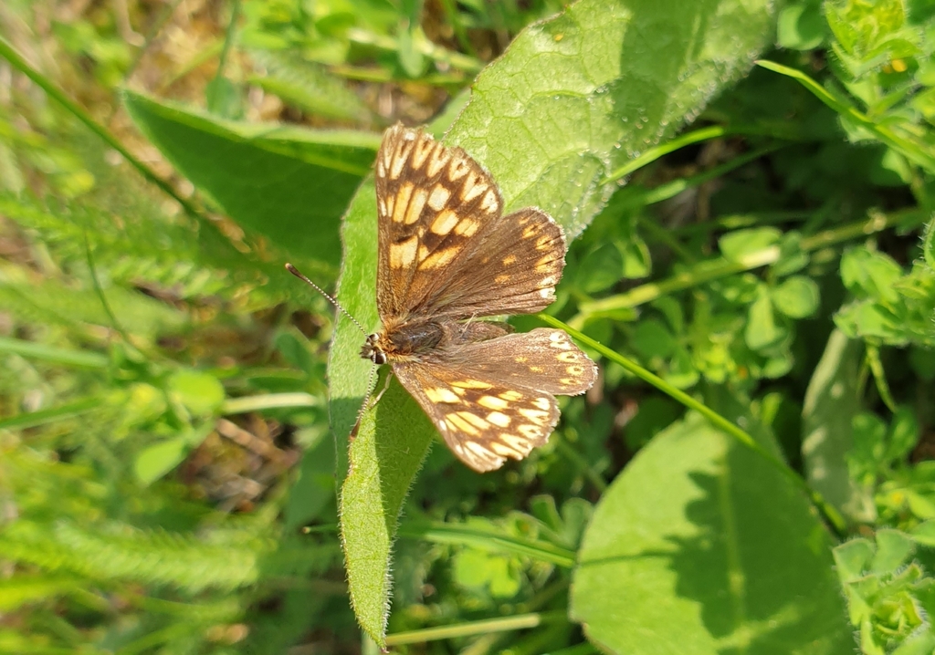 Duke of Burgundy in May 2022 by Alessandro Nota · iNaturalist