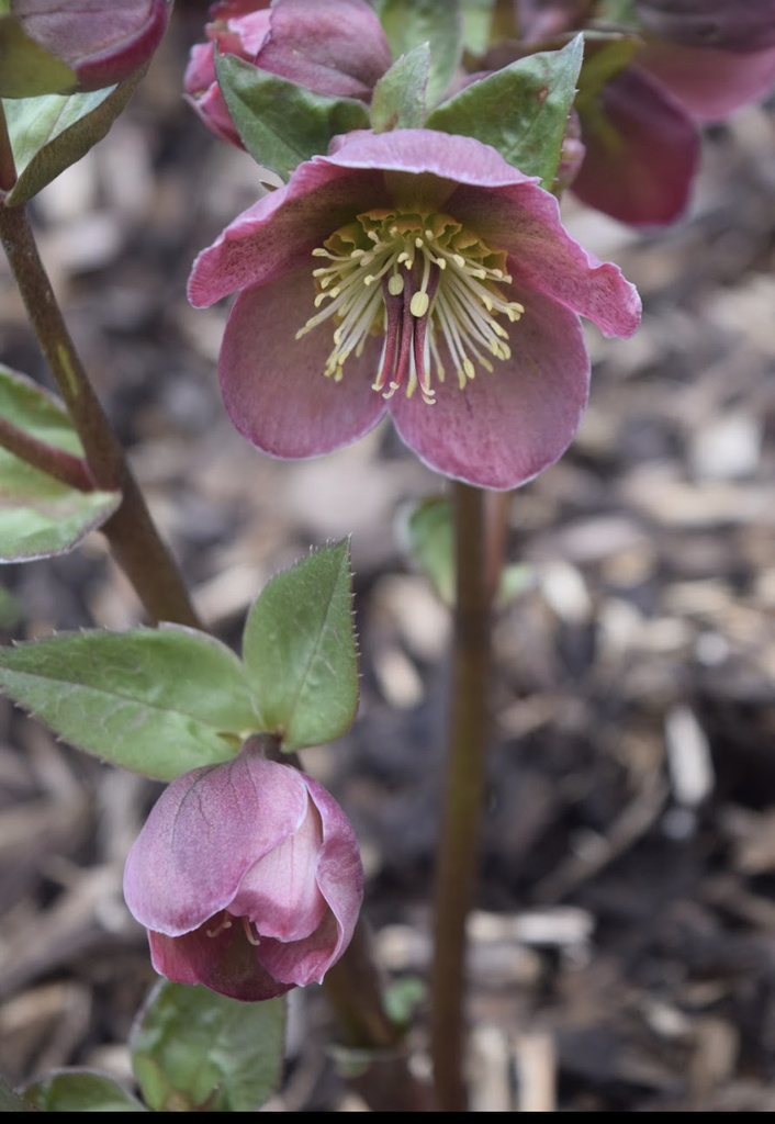 Lenten-rose from Rundell St, Iowa City, IA, US on April 30, 2022 at 05: ...
