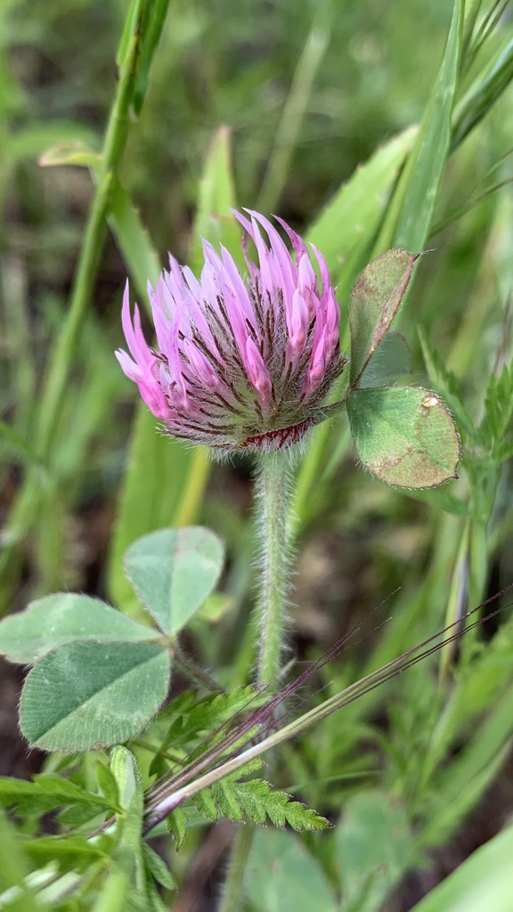 Rose Clover from Thunderhead Dr, Ahwahnee, CA, US on May 01, 2022 at 05 ...
