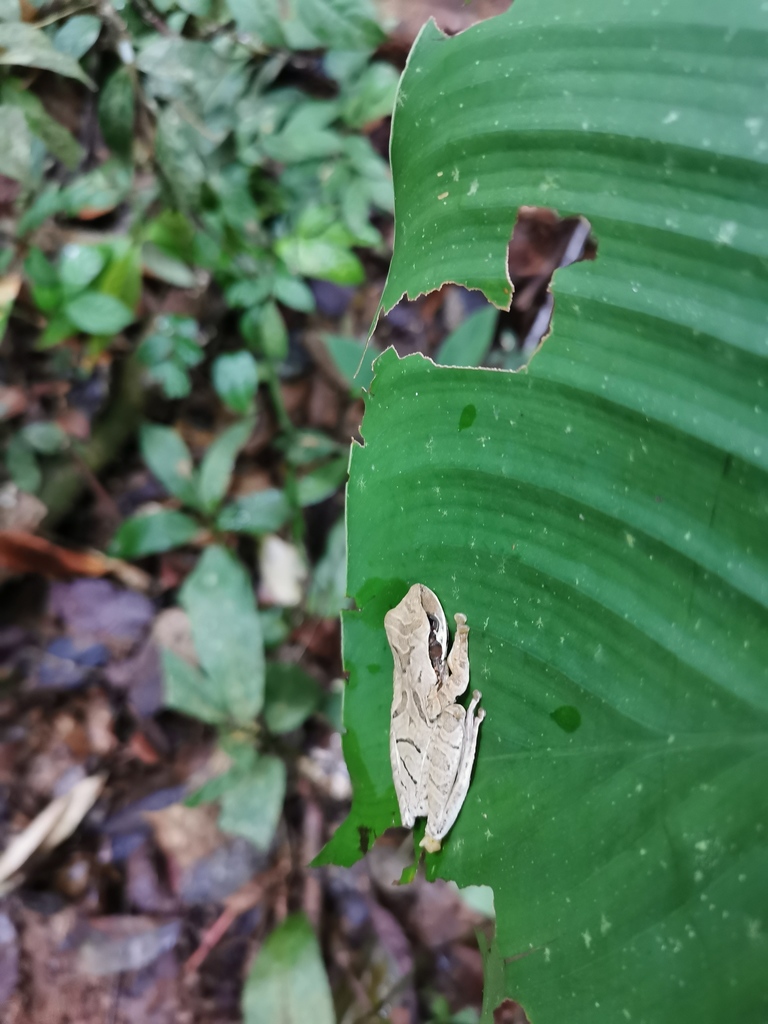 Broad-headed Tree Frogs from La Convención Province, Peru on April 15 ...