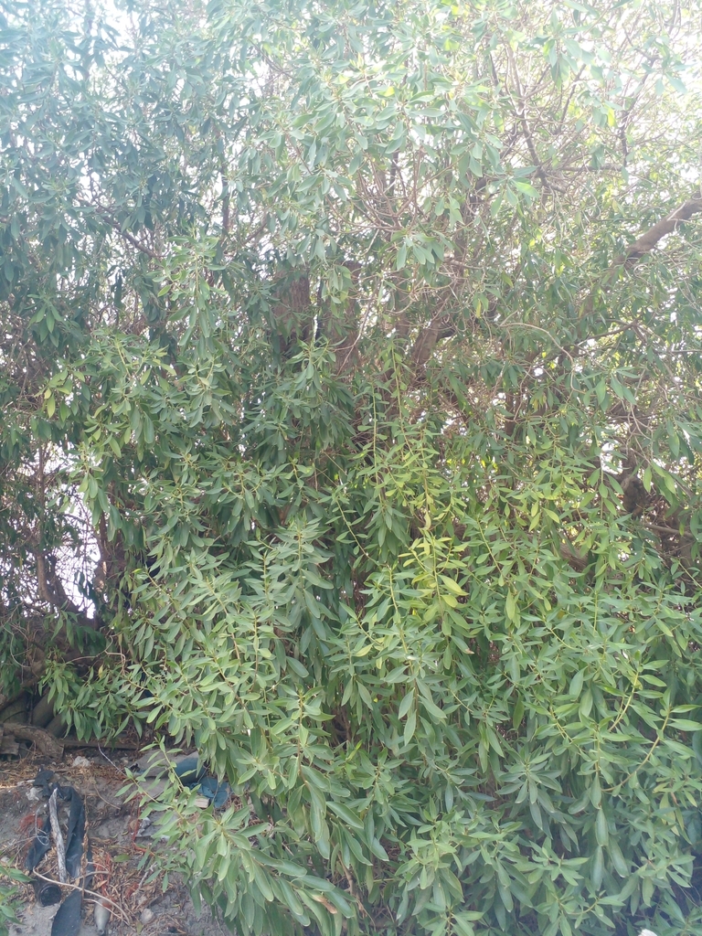 Ngaios from Macassar Beach on May 2, 2022 at 03:21 PM by Portia Braaf ...