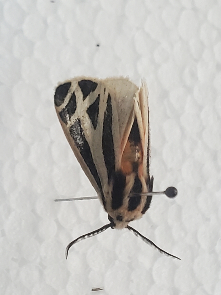 Harnessed Tiger Moth from Port Aransas, TX, USA on May 02, 2022 at 10: ...