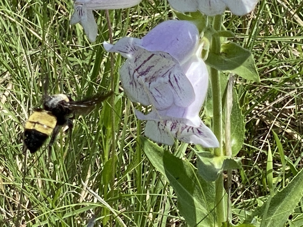 American Bumble Bee from Holford Rd, Garland, TX, US on May 1, 2022 at ...