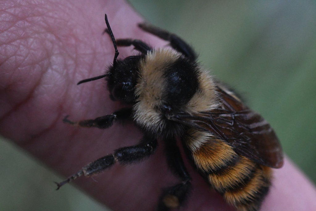 White-shouldered Bumble Bee (Zion National Park Bumble Bee Guide 🐝 ...