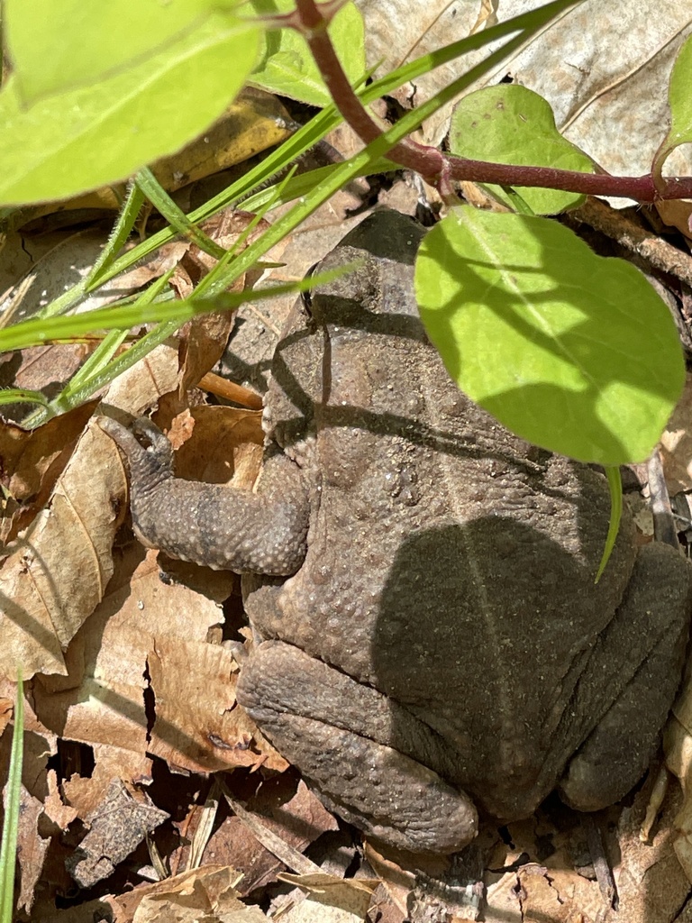 North American Toads from Lothian, MD, US on May 2, 2022 at 12:41 PM by ...
