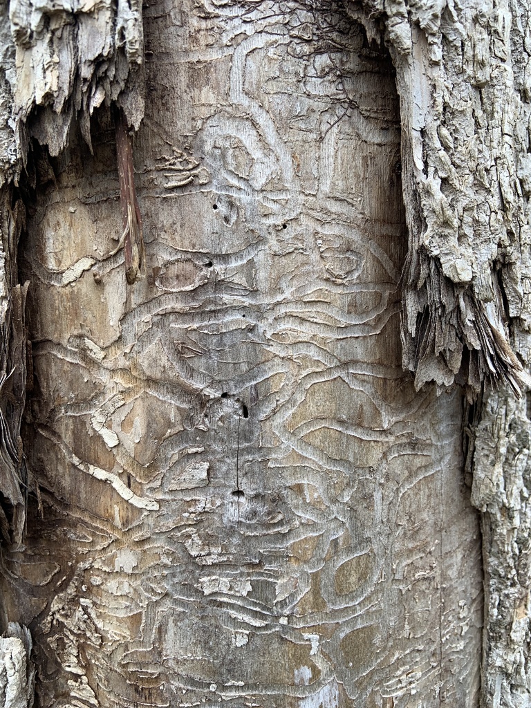 Emerald Ash Borer from Ada Park, Ada, MI, US on May 2, 2022 at 11:34 AM ...