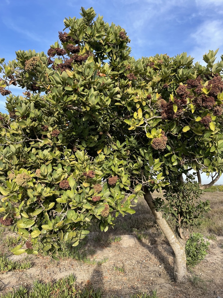 Common Waterberry from Milnerton Rural, Blouberg, WC, ZA on May 2, 2022 ...