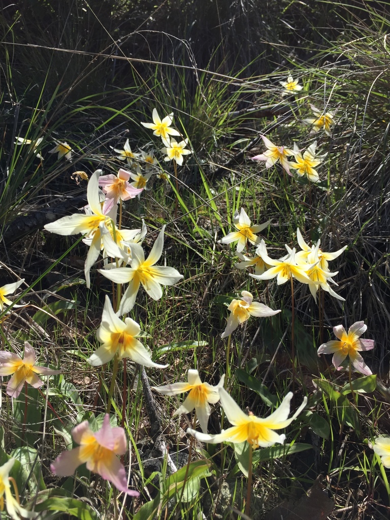 Napa fawn lily in April 2018 by Ellie Rilla. Up the trail beyond the ...