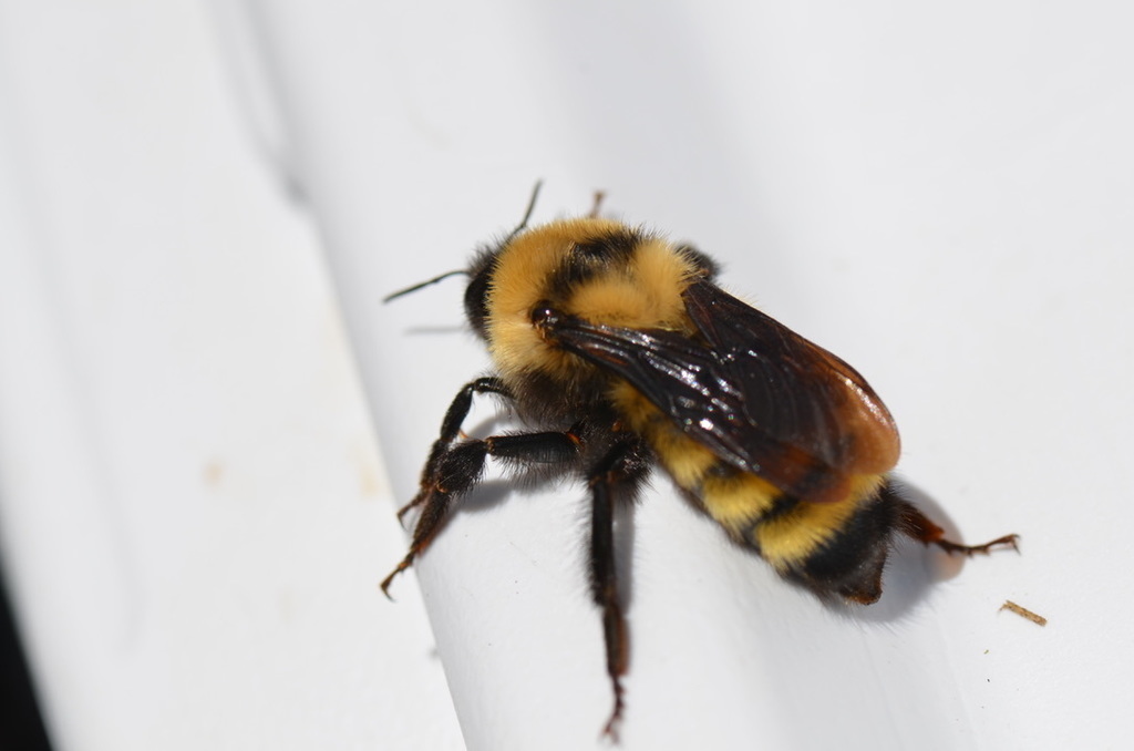 Golden Northern Bumble Bee (Agate Fossil Beds National Monument Bumble ...