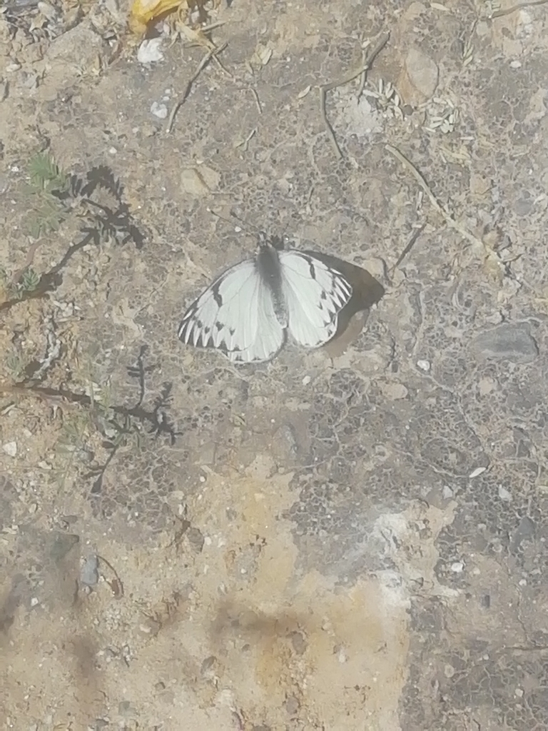 Tatochila autodice from FWM5+956 vivero, La Paz, Bolivia on May 2, 2022 ...