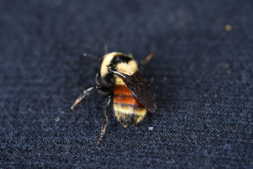 Hunt's Bumble Bee (Scotts Bluff National Monument Bumble Bee Guide 🐝 ...