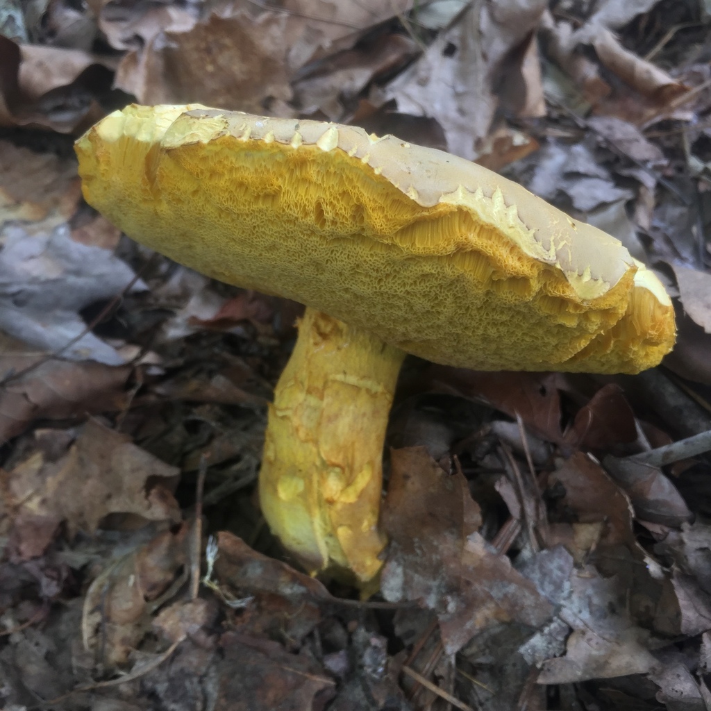 butter-foot bolete from Harbison State Forest, Columbia, SC, US on June ...