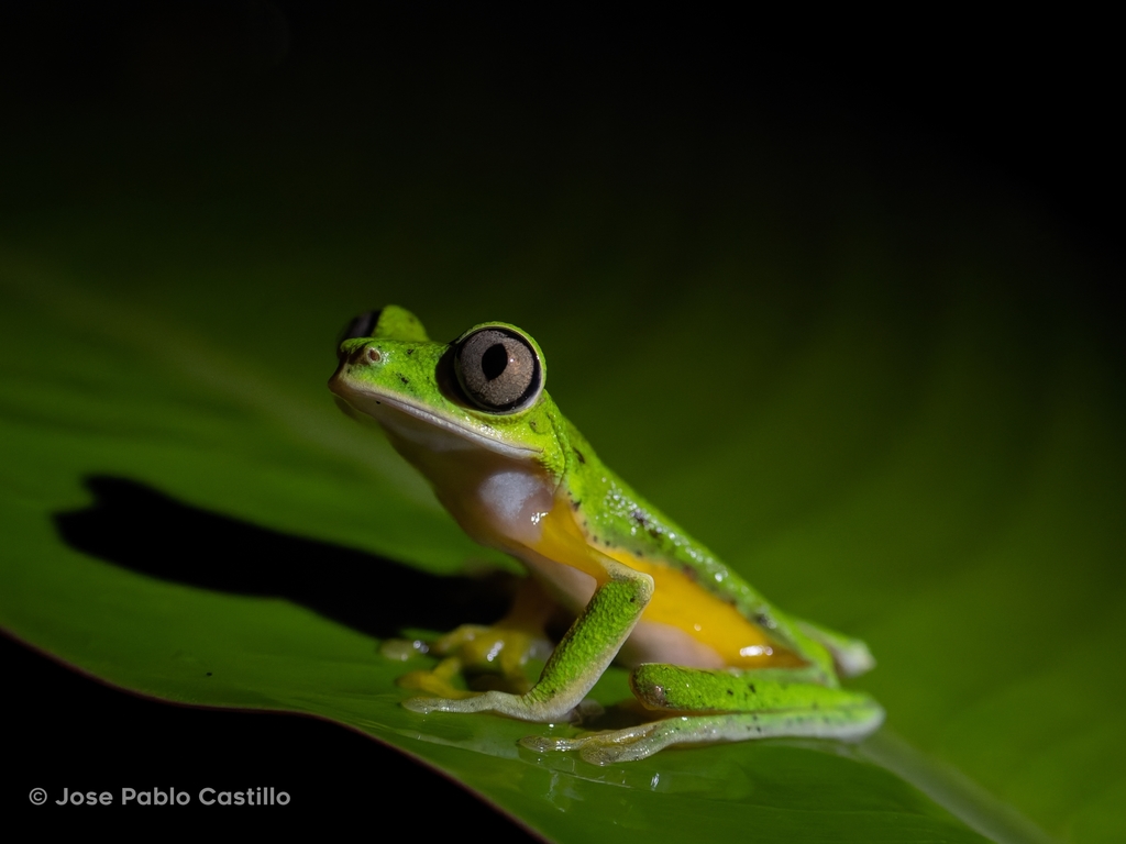 Lemur Leaf Frog in April 2022 by Jose Pablo Castillo · iNaturalist