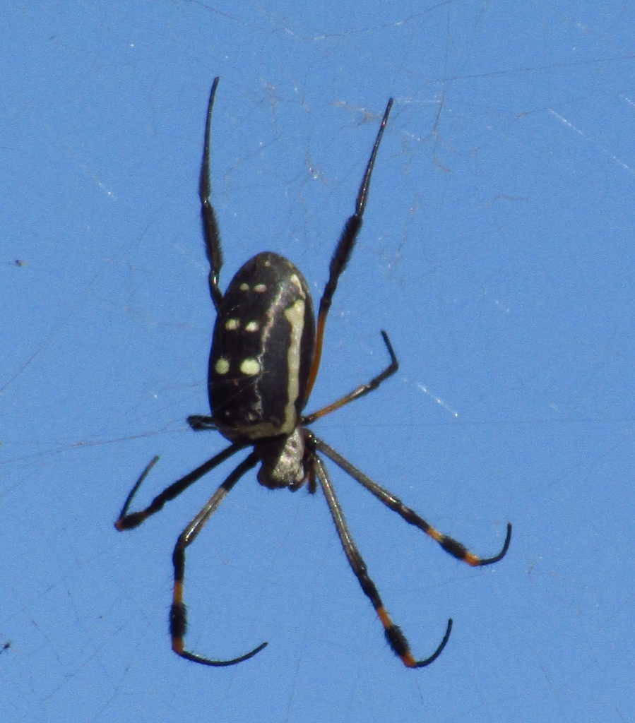 banded-legged golden orb-web spider from Mokala National Park on May 2 ...