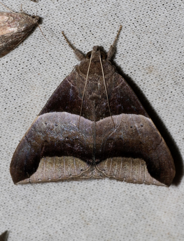 Echo Moth from Умзиньятхи, Южная Африка on March 02, 2010 at 03:26 PM ...