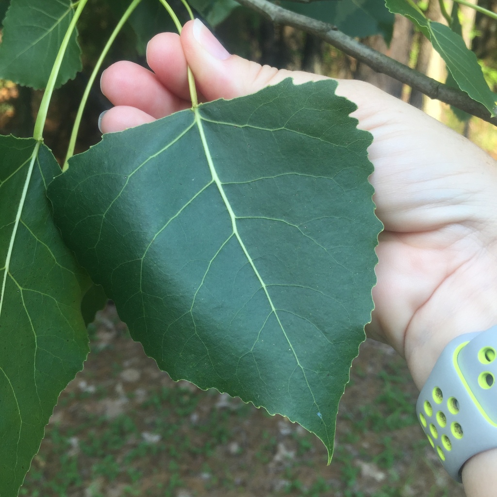 Eastern Cottonwood from Harbison State Forest, Columbia, SC, US on June ...