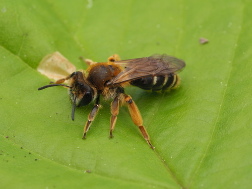 Andrena russula · NaturaLista Colombia