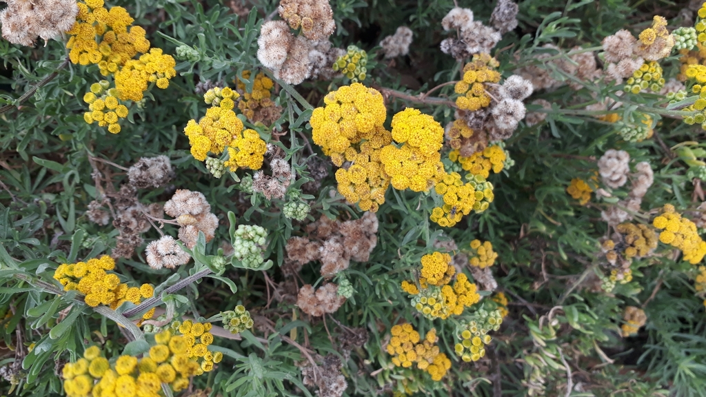 sunflowers, daisies, asters, and allies from Macassar Dunes ...