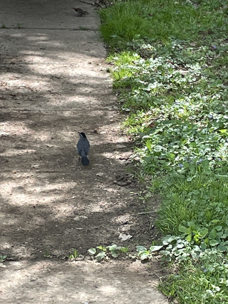 Gray Catbird from Nevada Ave NW, Washington, DC, US on May 02, 2022 at ...