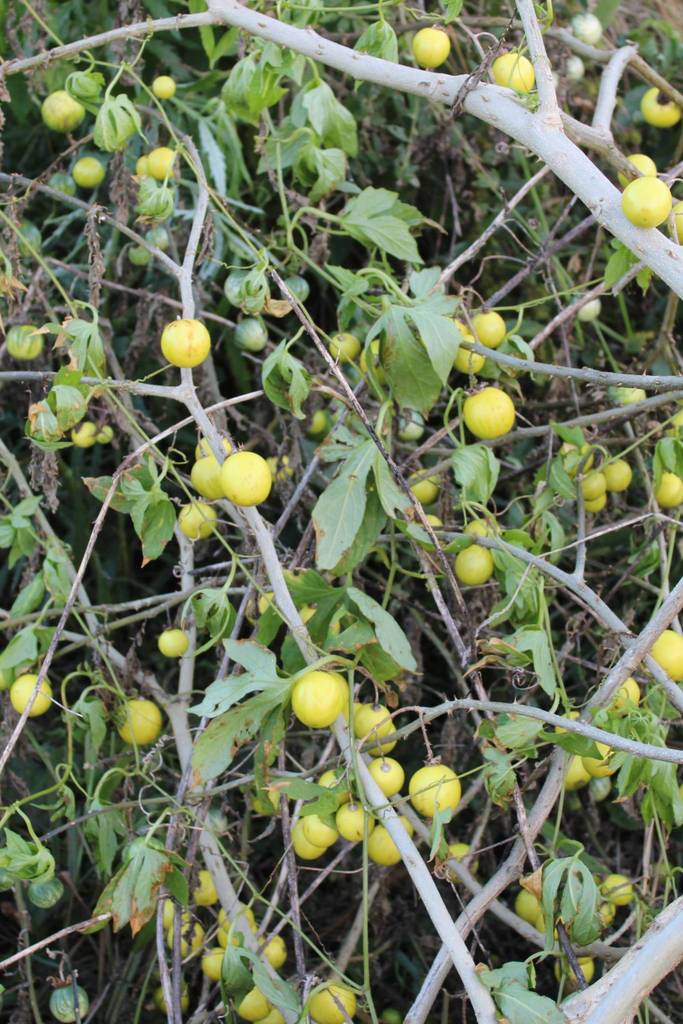 Solanum umtuma from Kloof, 3610, South Africa on April 30, 2022 at 09: ...