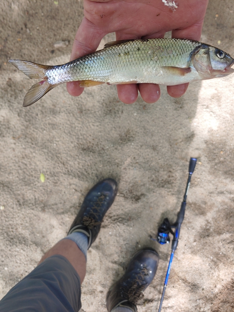 Fallfish from East-West Hwy & Beach Dr, Chevy Chase, MD 20815, USA on ...