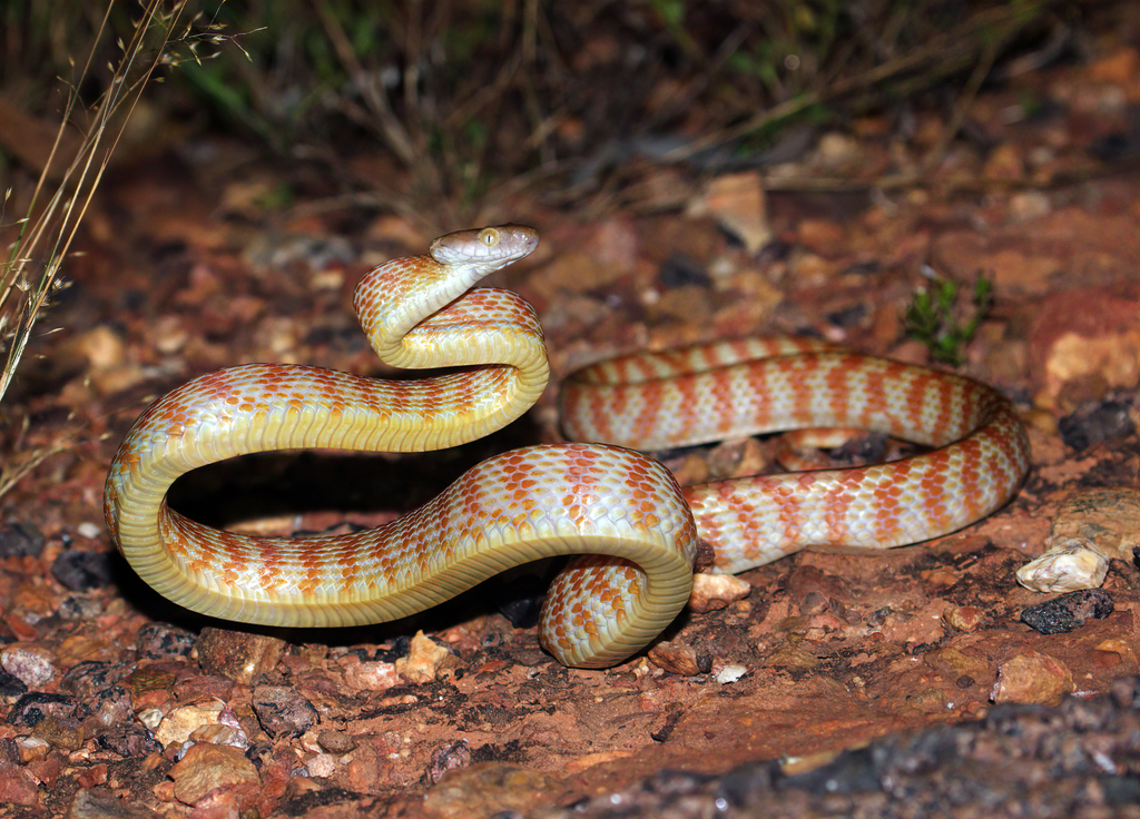 Brown Tree Snake from Litchfield Park NT 0822, Australia on April 18 ...