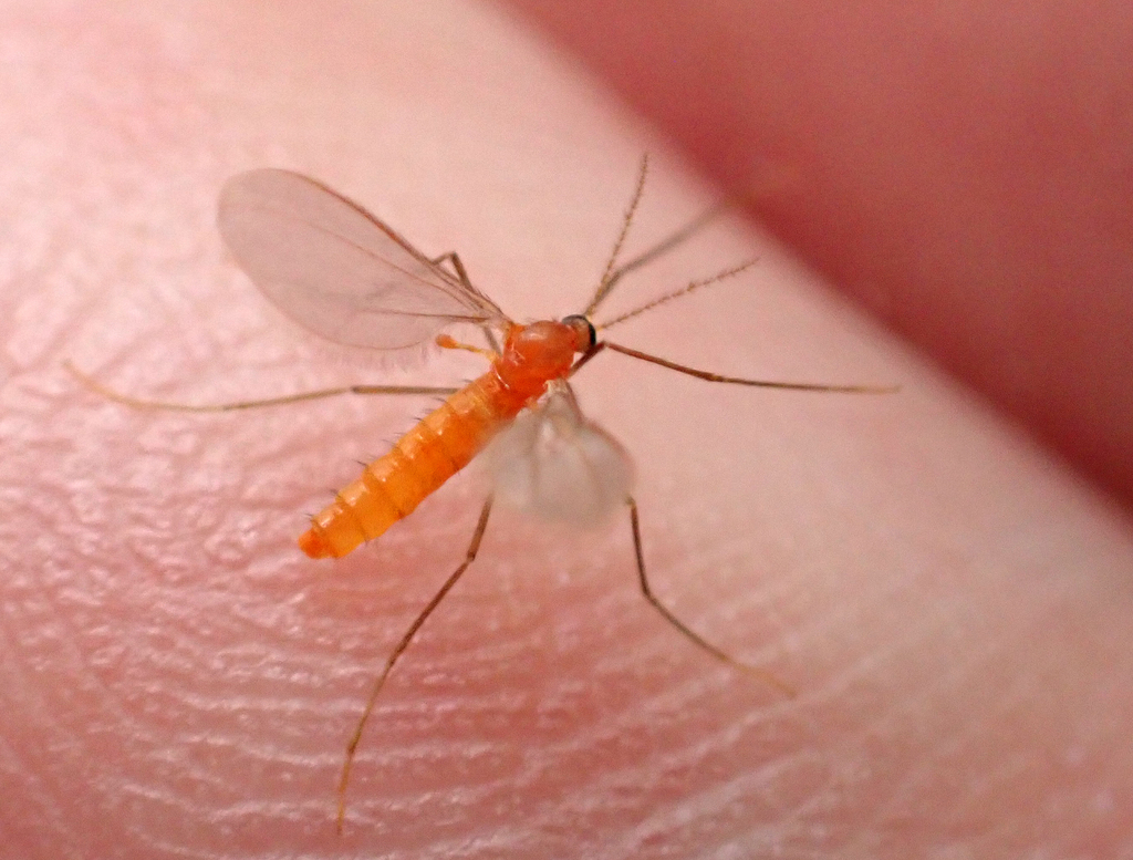 Boxwood Gall Midge from Montgomery, Maryland, United States on May 2 ...