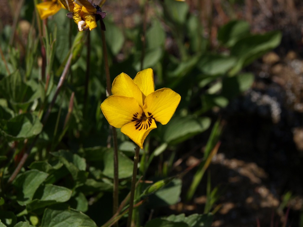 California Golden Violet from Santa Clara County, CA, USA on April 6 ...