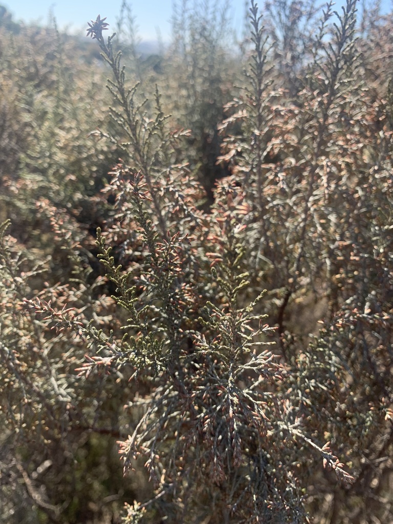 Renosterbush from Tygerberg (Nature Reserve), Kaapstad, WC, ZA on May ...