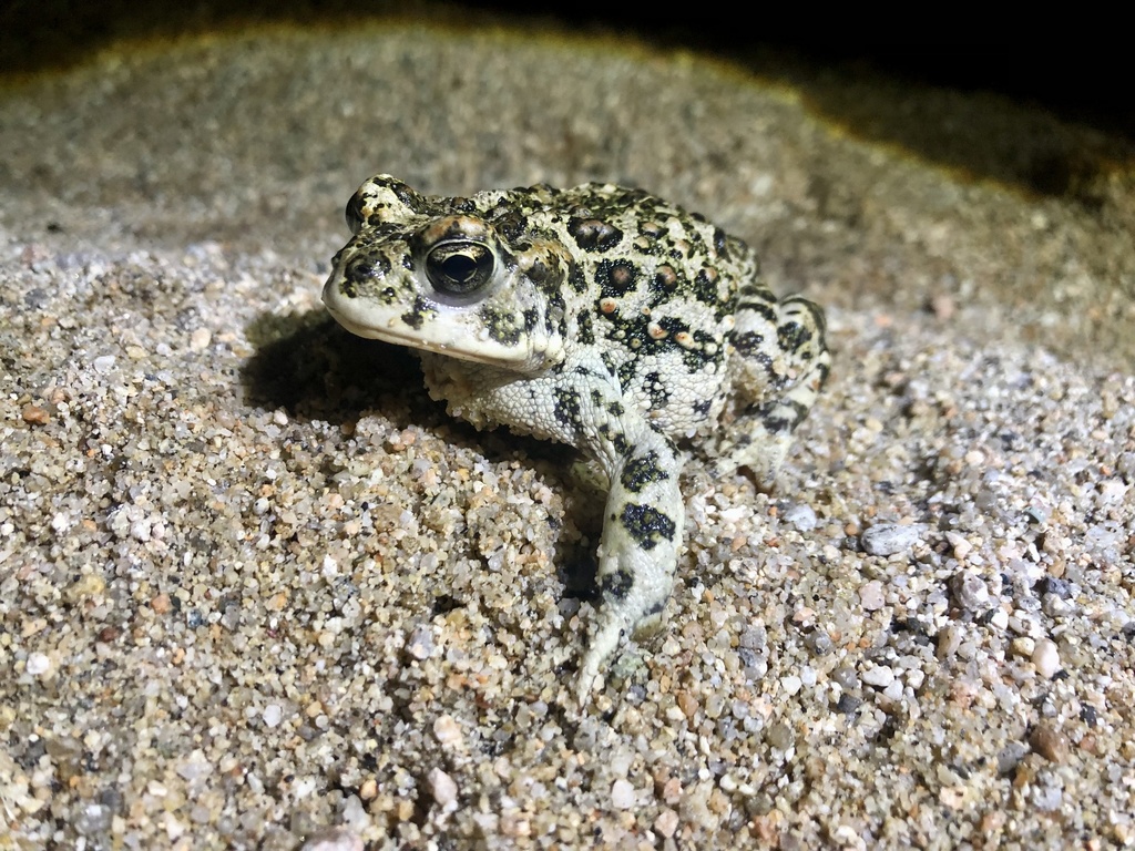 Western Toad from San Bernardino National Forest, 西斯皮里亚, CA, US on ...