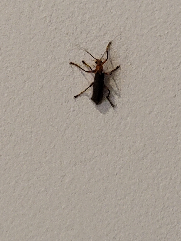 Cantharinae from Jamul, CA, USA on May 2, 2022 at 05:38 AM by Ashley ...