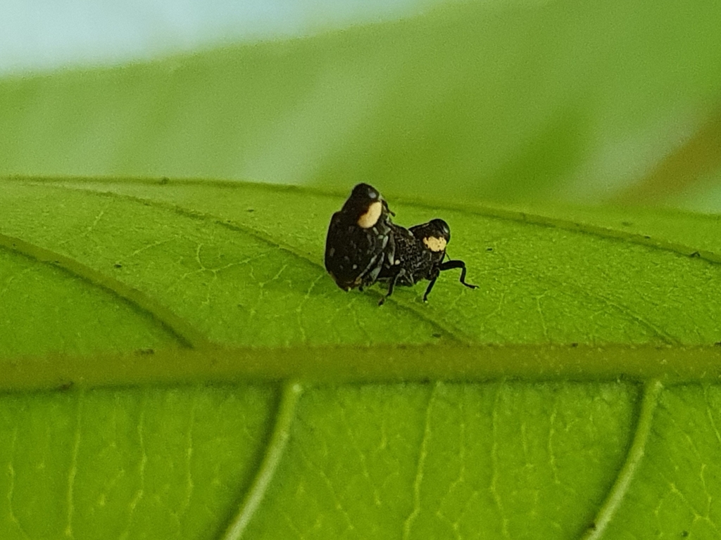 Conoderinae from Ne - B, Alta Floresta - MT, 78580-000, Brasil on May ...
