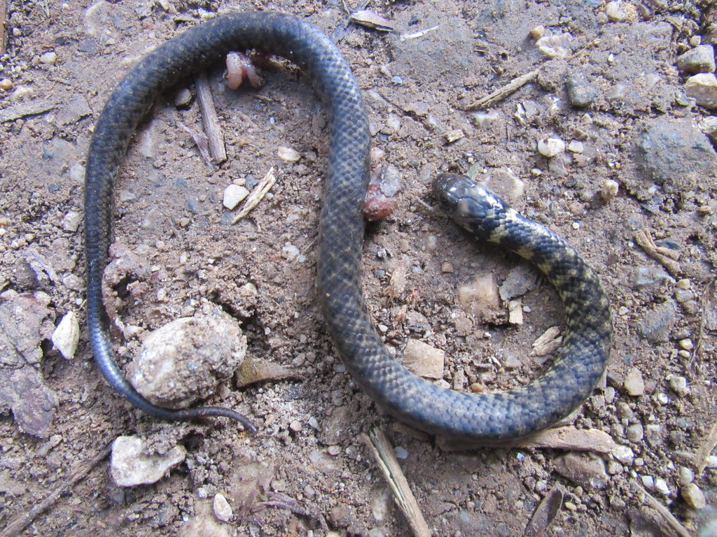 Military Ground Snake from Baitaca - Quatro Barras - PR, Brasil on May ...