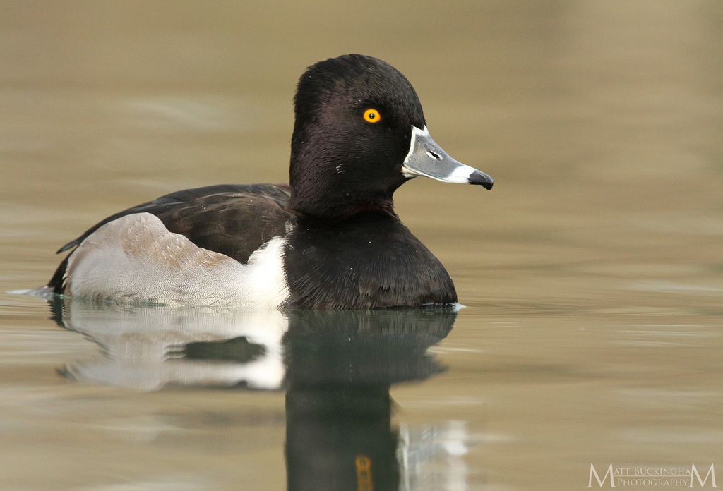 Ringnecked Duck Drake Aythya Collaris Alaska Usa Species) Aythya
