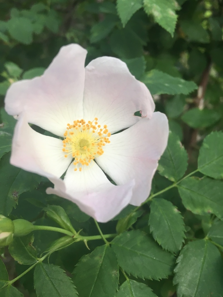 California Wild Rose from N Shore Rd, Mount Shasta, CA, US on June 06 ...