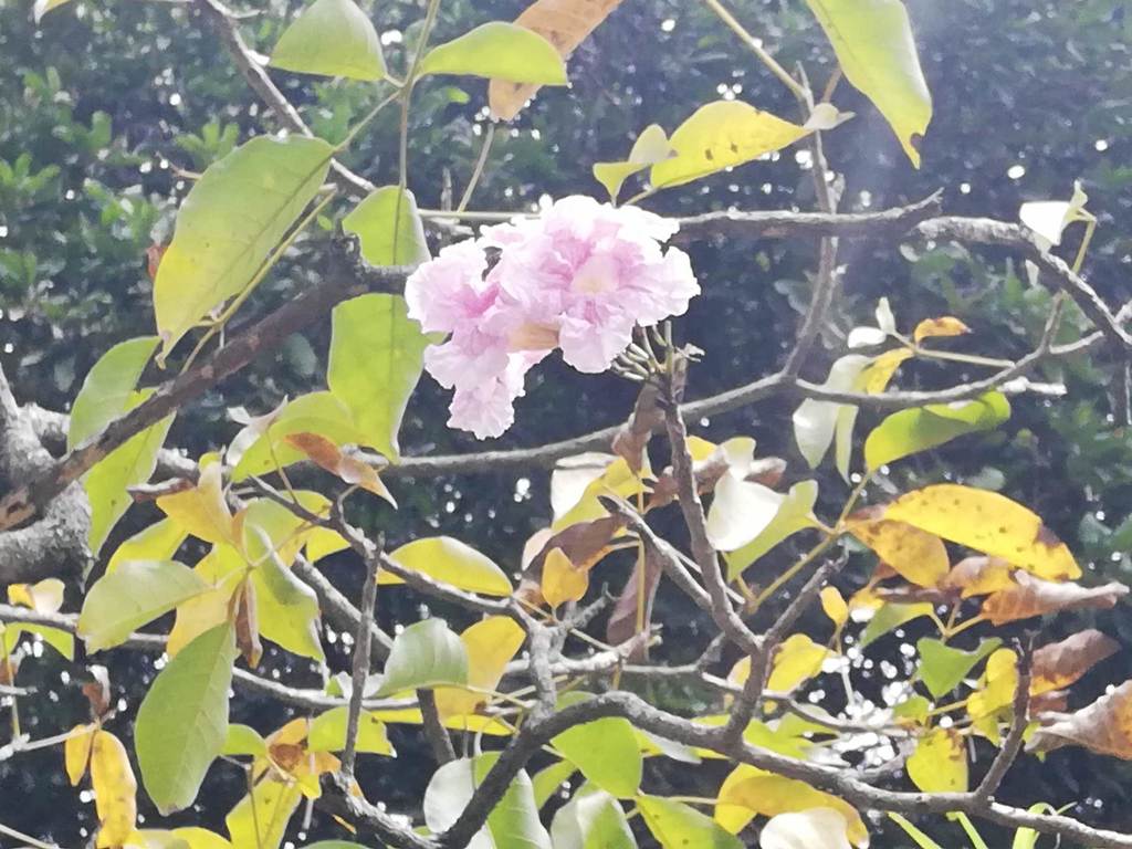 Apamate rosa desde Transversal Oriental - Lagos del Cacique ...