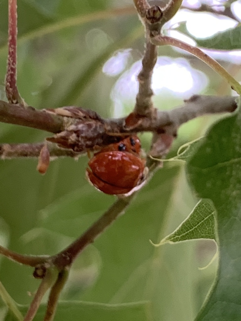 Asian Lady Beetle in May 2022 by Minna Paul · iNaturalist