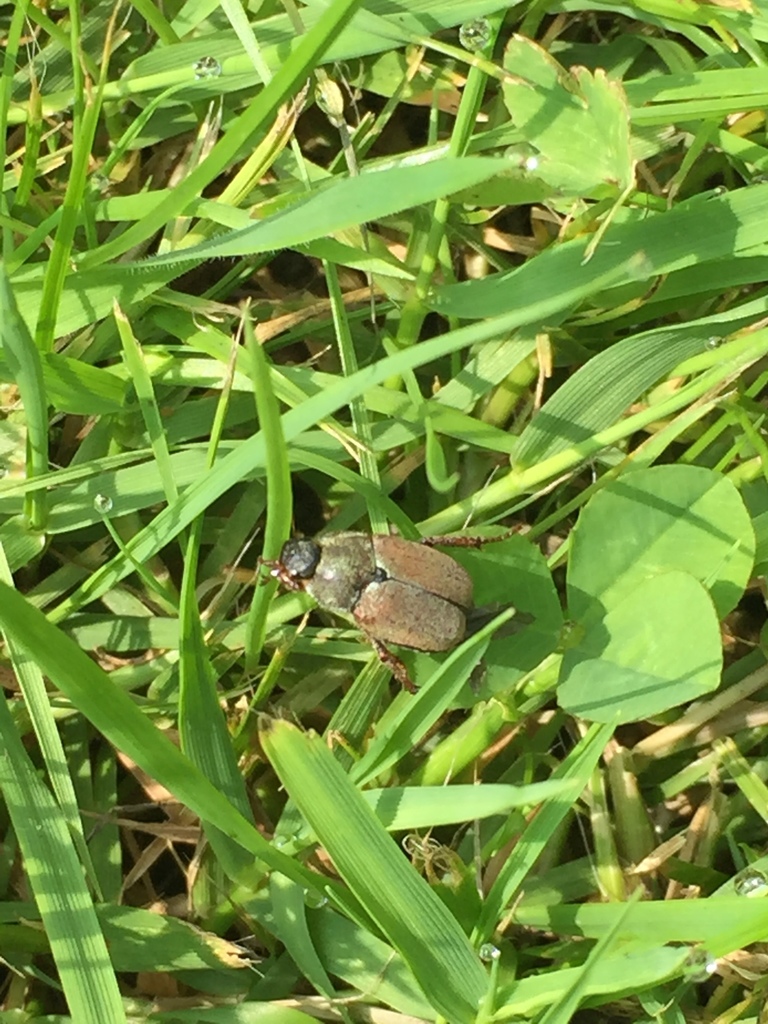 Welsh Chafer from 125 Impasse des Lauriers, Trouville-la-Haule, Haute ...
