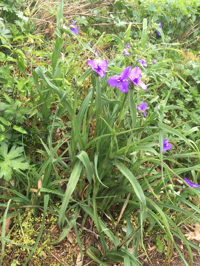 bluejacket from Neosho St, St. Louis, MO, US on May 2, 2022 at 05:47 PM ...