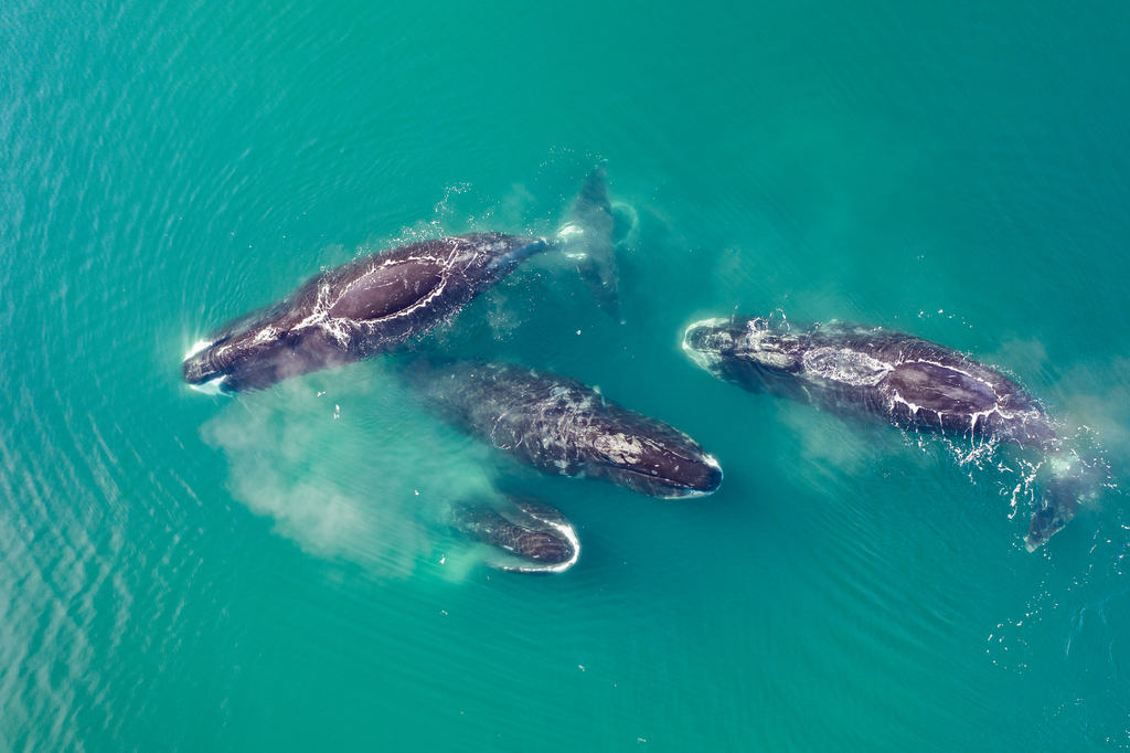 Bowhead Whale in September 2021 by Stas Zakharov · iNaturalist