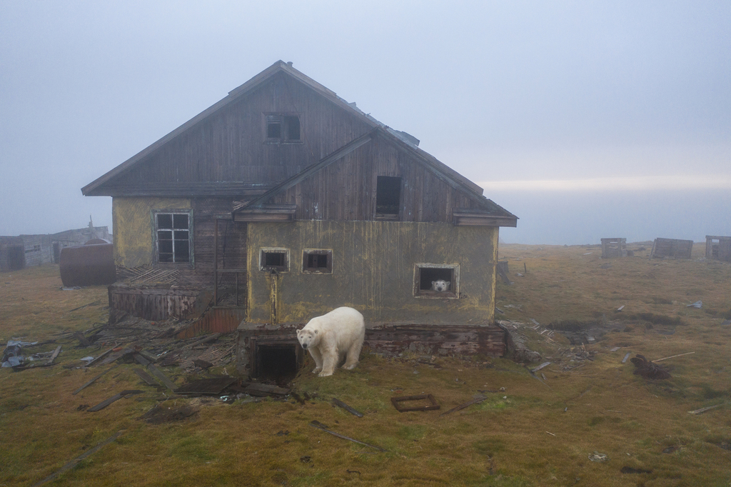 Polar Bear in August 2021 by Stas Zakharov · iNaturalist
