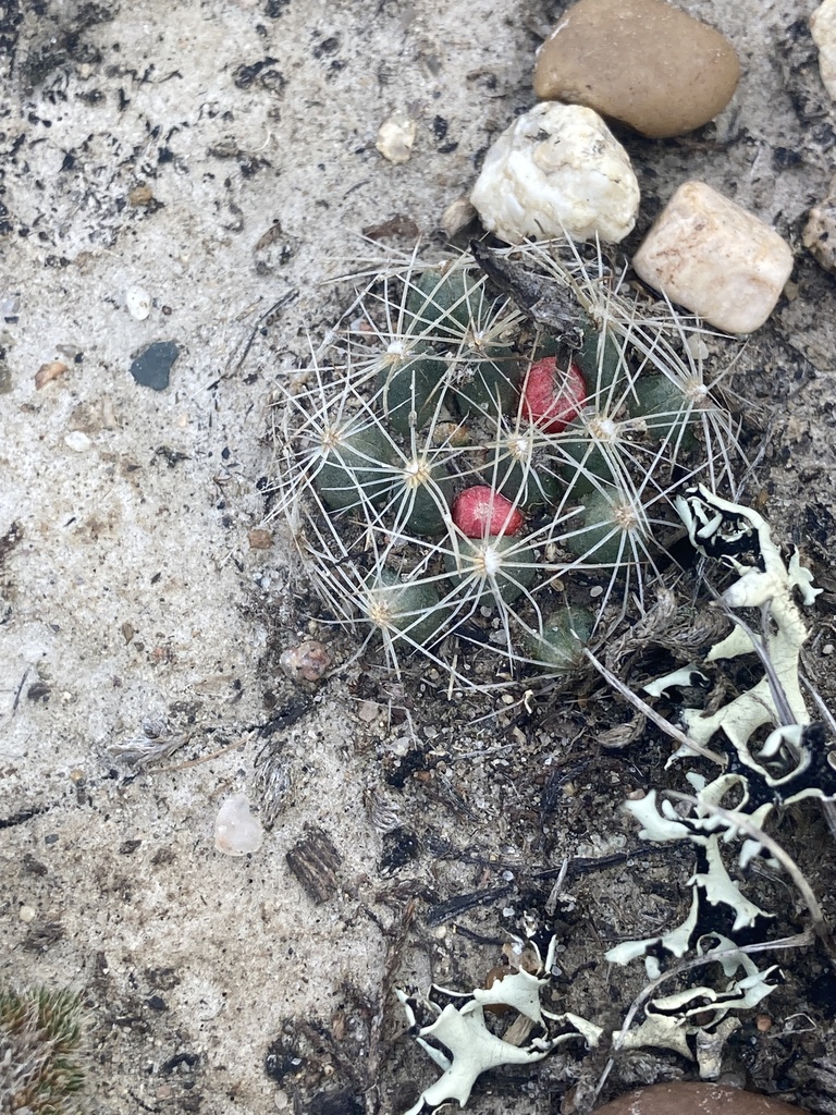 Missouri Foxtail Cactus from Reynolds Rd, Malta, MT, US on May 2, 2022 ...