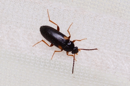 Mycetochara orientalis · iNaturalist