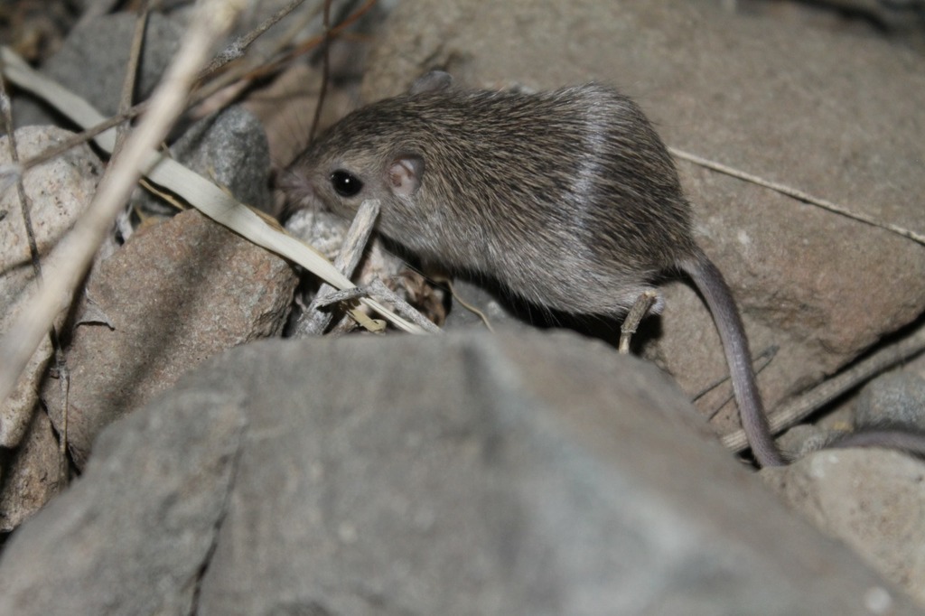 Bailey's Pocket Mouse from Cerro El Bachoco, 83320 Son., México on May ...